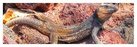 Lerne Die Tiere Der Fauna Von Gran Canaria Kennen