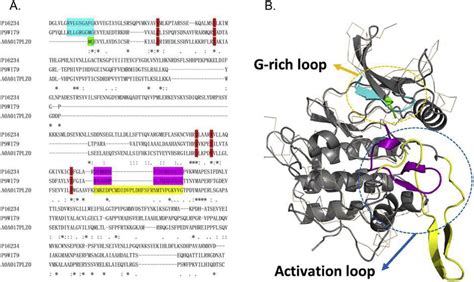 A Multiple Sequence Alignment For Three Kinase Domains From Human Download Scientific