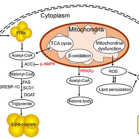 Role Of Mitochondrial Dysfunction In The Progression Of Nafld And Nash