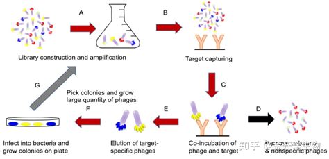 Protein Cell噬菌体展示技术应用于肿瘤靶向肽的筛选 知乎