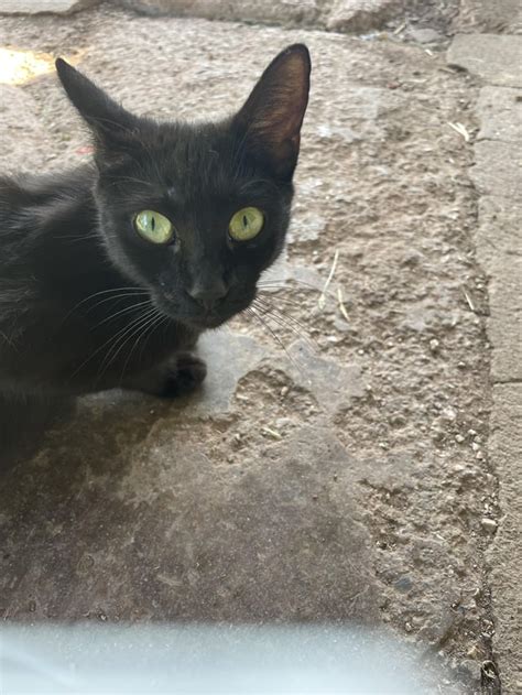 Does This Look Like Ringworm R Feral Cats