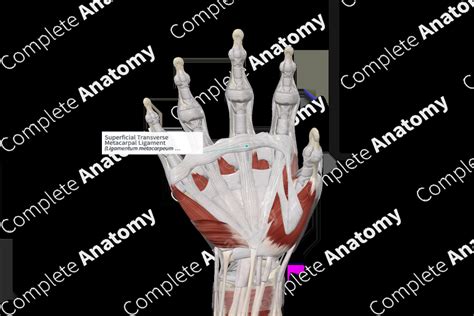 Superficial Transverse Metacarpal Ligament Complete Anatomy