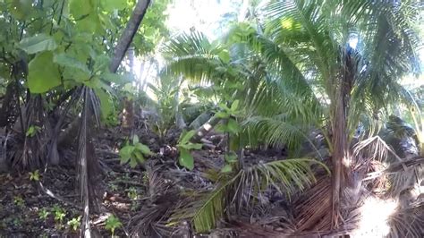 Nikumaroro Atoll Tropical Islands