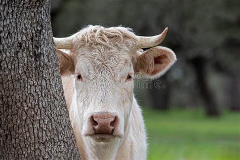 White Cow Hiding Behind A Tree Peeking Out From Behind A Tree Stock