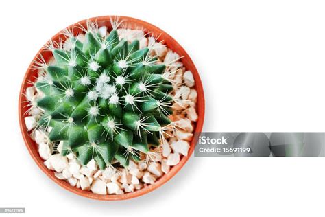 부채 선인장 고립 그리고 흰색 바탕에 꽃병에 토양 높은 각도의 아름 다운 보기 선인장에 대한 스톡 사진 및 기타 이미지 선인장 화분 0명 Istock