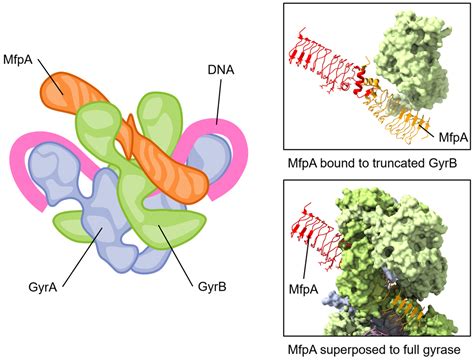 Friend Or Foe Protein Inhibitors Of Dna Gyrase