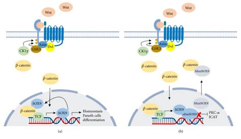 Sox9 Stem Cell Factor Clinical And Functional Relevance In Cancer Pmc