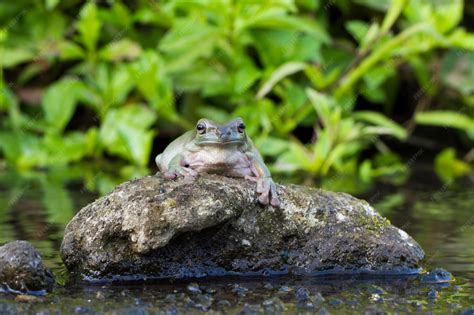 Premium Photo Dumpy Tree Frog Or Whites Tree Frog On The Wildlife