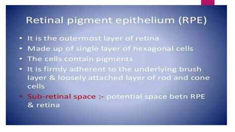 Histology Of Cornea And Retina 1 Pdf