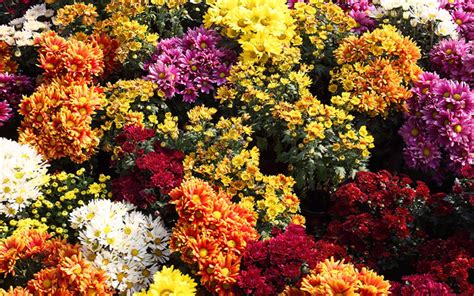 How To Grow Asters David Domoney