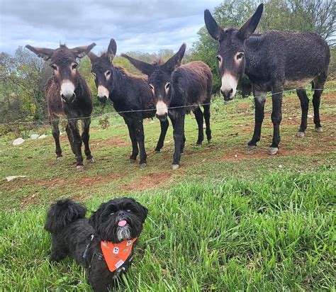 Best Donkey Posts Reddit