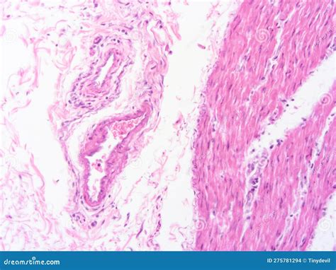 Picture Of Histology Human Tissue With Microscope From Laboratory Not Illustration Designation