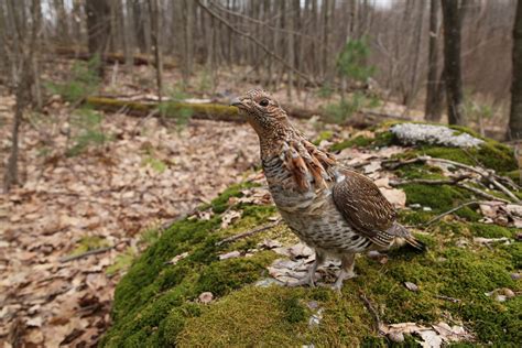 Ruffed Grouse Drumming