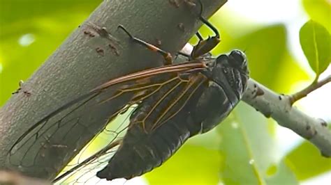 Cicadas Sound Sound Of Cicadas At Night For Sleep On Black Screen