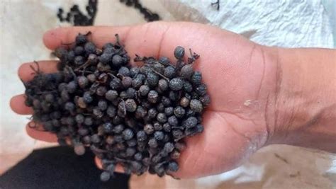 Kabab Chini Spice At ₹ 200 Kg In Tinsukia Id 2852556344348