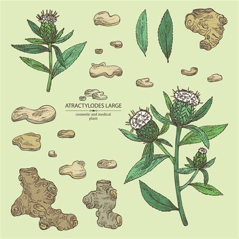 Atractylode Over 106 Royalty Free Licensable Stock Vectors And Vector Art Shutterstock