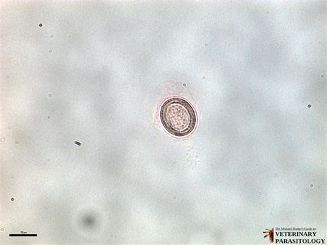 Echinococcus Sp Tapeworms Monster Hunters Guide To Veterinary