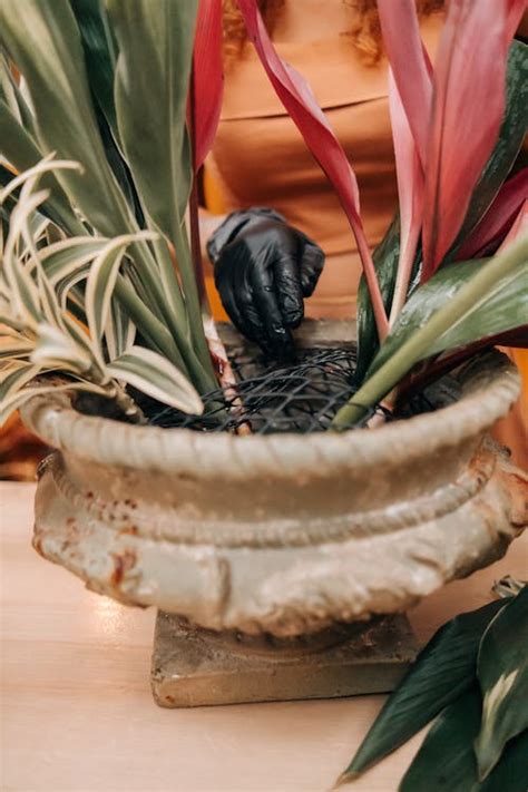 실내에서 다채로운 식물을 배열하는 플로리스트 · 무료 스톡 사진