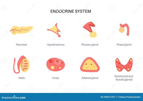 Human Endocrine System Cartoon Vector 245671257