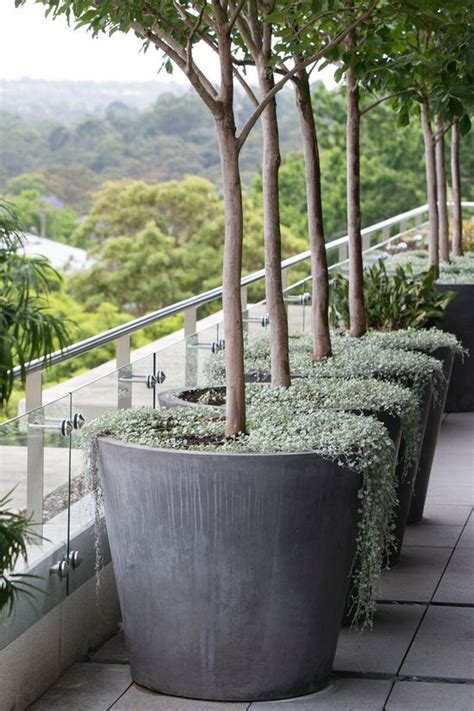 Big Pot Plants