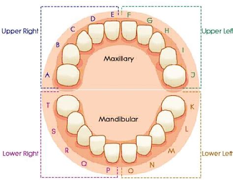 Primary Teeth Chart Numbers
