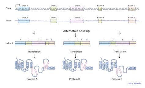 Mrna Processing In Eukaryotes Introns Exons Transcription Mcat Content