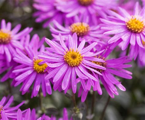 Best Aster Varieties Expert Picks For Flowering Plants Homes And Gardens