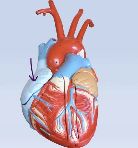 Lab Heart Flashcards Quizlet