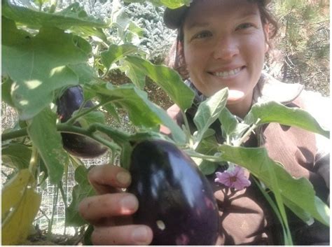 How Big Can Japanese Eggplant Grow Maximizing Yield Potential My