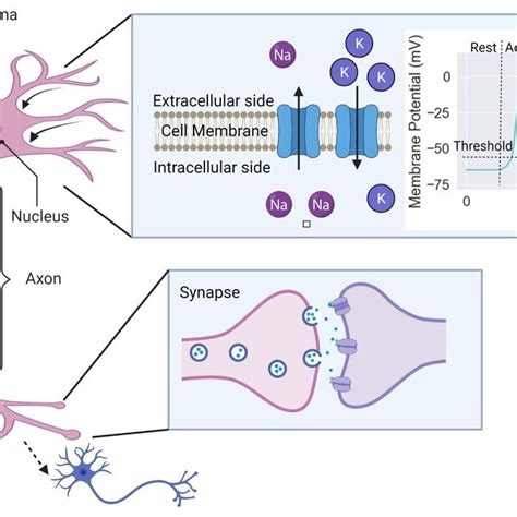 A Schematic Of The Neuron Once The Cell Membrane Reaches The Threshold Download Scientific