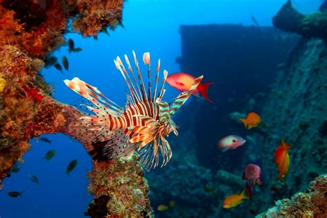 Gallery Ipip Photoclub