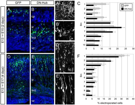 Ac After 2 Days Migrating In The Developing Cortex Neurons