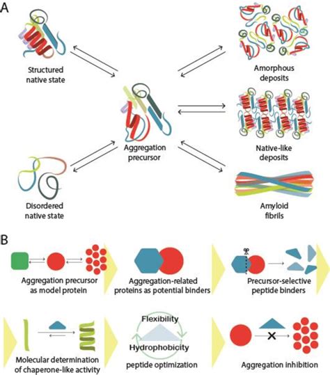Protein Aggregation Dye At Isaac Dadson Blog
