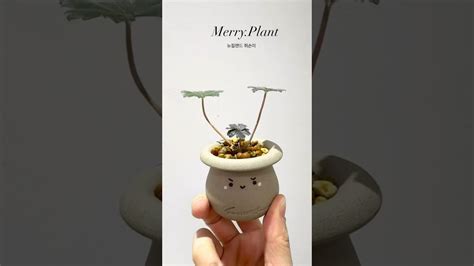 뉴질랜드 쥐손이 야생화 Wildflowers Youtube