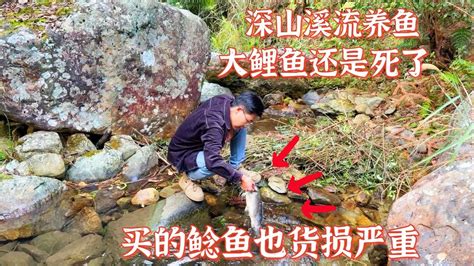 深山溪流养鱼第14天，水霉病大鲤鱼还是死了。买的鲶鱼也货损严重 Youtube