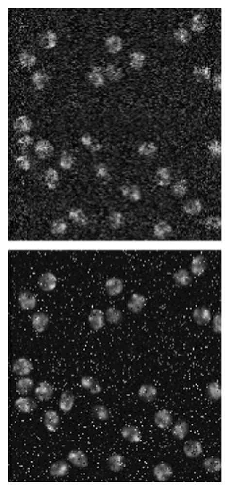 Segmentation Results On Image “cell” Corrupted By Gaussian And Salt And Download Scientific