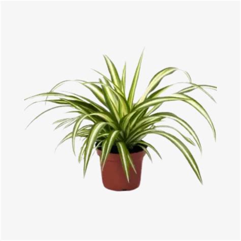 Chlorophytum Comosum Hala Plants Uaes Biggest Plants Retailer