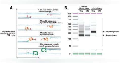 Ramping Up Pcr For Snp Genotyping Medical Laboratory Observer