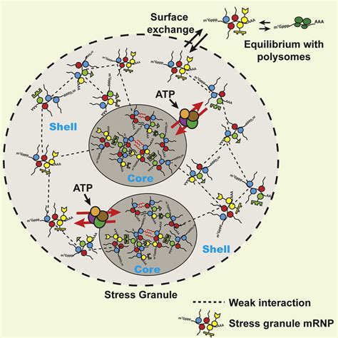 Atpase Modulated Stress Granules Contain A Diverse Proteome And