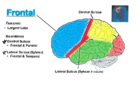 Frontal Lobe Flashcards Quizlet