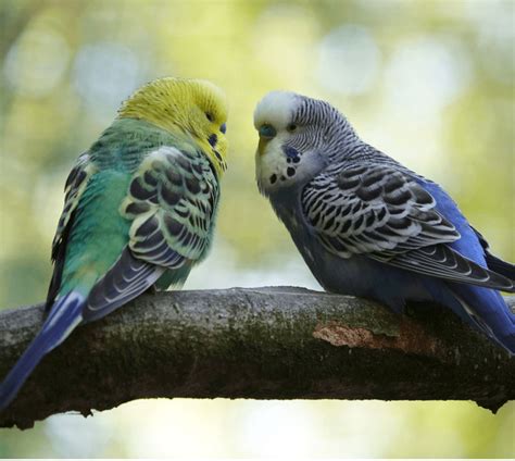 Bird Dna Sexing Chxout