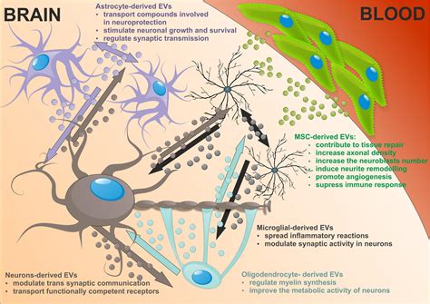 Frontiers Extracellular Vesicles In Physiology Pathology And