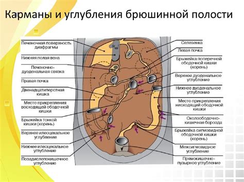 Пищеварительная система Печень Желчный пузырь Поджелудочная железа Брюшина презентация онлайн
