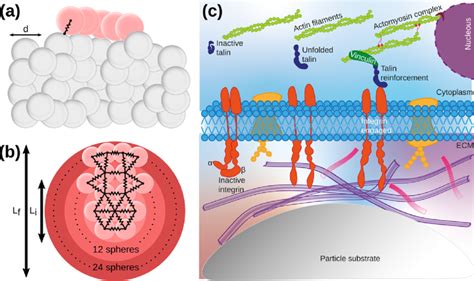 Schematic Representation Of The Numerical Simulations And The Relevant Download Scientific