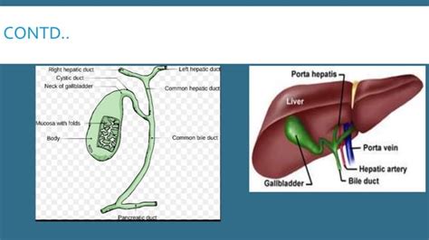 Ptc Percutaneous Transhepatic Cholangiography Pptx Digestive Disorders Diseases And