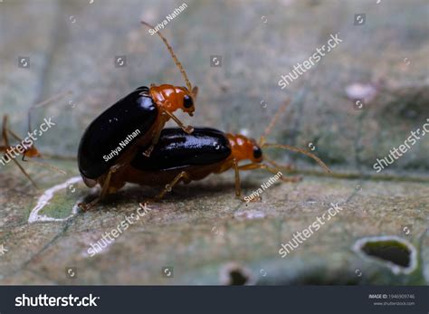 Beautiful Image Two Different Sex Gender Stock Photo 1946909746 Shutterstock