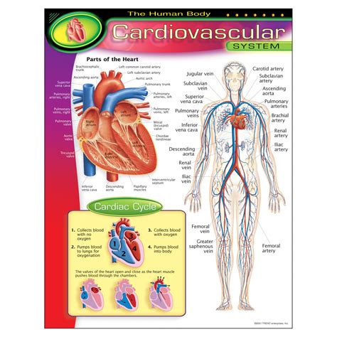 Full Body Cardiovascular Diagram