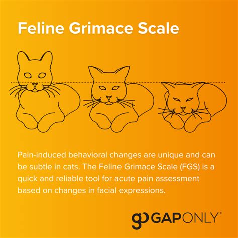 Signs Of Pain In Cats Why Cats Hide Discomfort