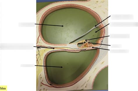 Anatomy Of The Cochlea Key Terms And Definitions Flashcards Quizlet