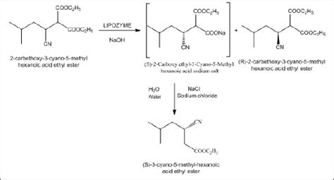 Improved Enantioselective Enzymatic Synthesis Of S Pregabalin